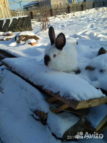Кролики колифорниец