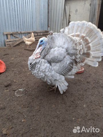 Голубые Аспидные индюки