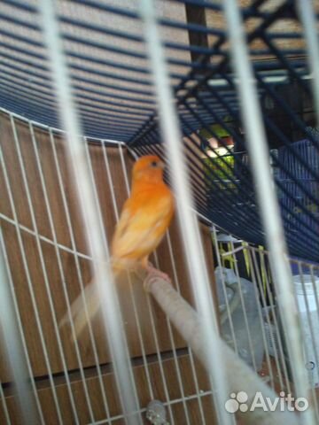 Канарейки и кенари