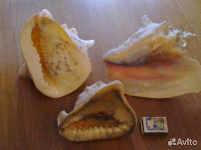 Раковины из Карибского моря