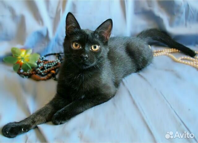 Красотка Чара, в добрые руки