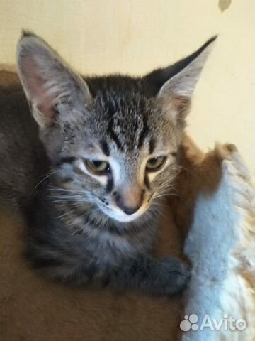 Котик