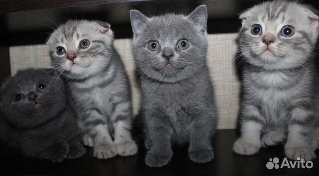 Шотландские "Scottish Fold / Straight"