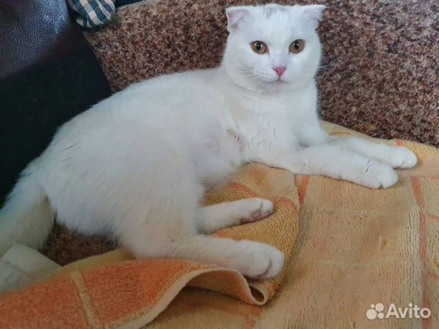 Продаю очаровательных котят от домашних родителей