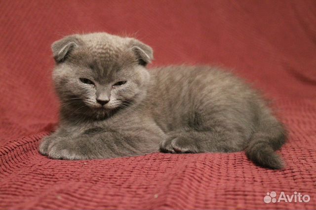 Очаровательный шотладский котенок