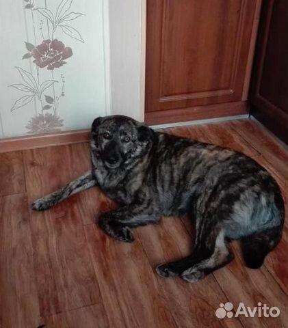 Молодая, умная, красивая собака Тайга ищет дом