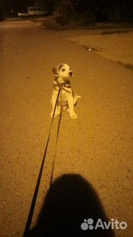 Отдам в добрые руки щенка мальчик Ричи ему 5 месяц