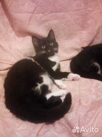 Варенька,3,5 мес ищет дом