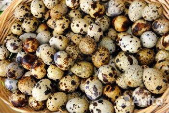 Продаются перепела (тушки, несушки, яйцо)