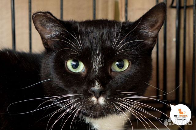 Молодая кошка Джулия, 2 года