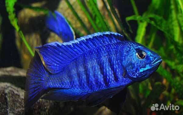 Копадихромис Азуреус (Пара)
