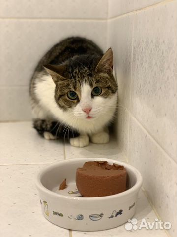 Кошечка, которая выжила после дтп, ищет дом