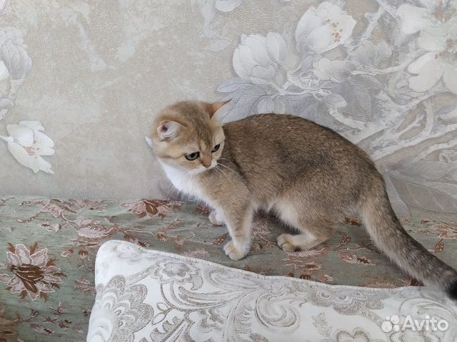 Шотландская золотая шиншилла
