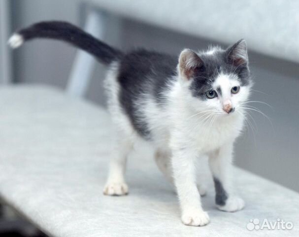 Котенок красавчик