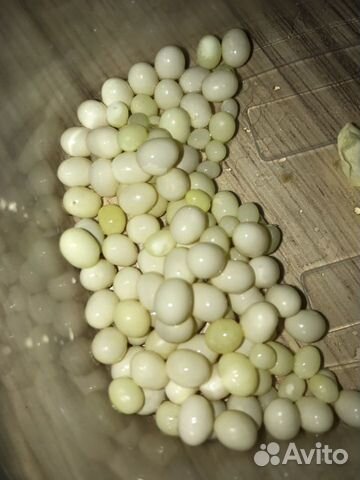 Яйца Улитки Ахатины Имаккулята