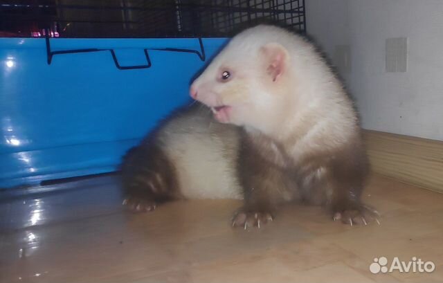 Семья хорьков с клеткой и Всем необходимым