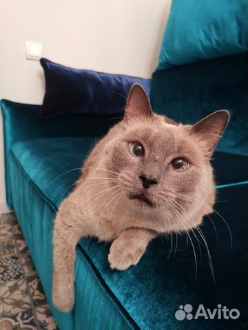 Кот сиамский тайский жирный