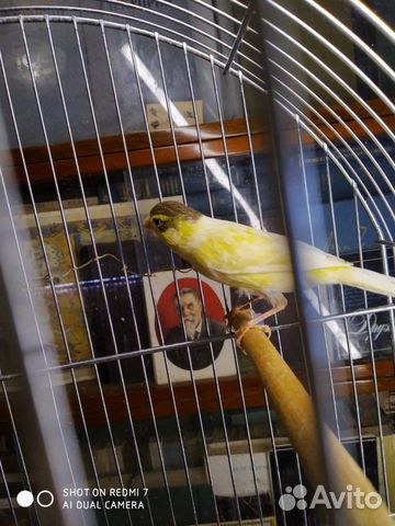 Канарейка самка молодая