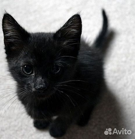Отдам шикарного черного котенка в надежные руки