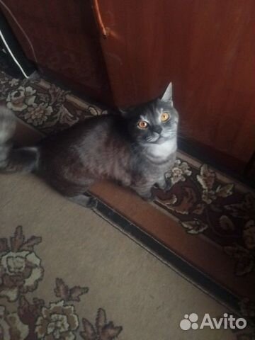 Пропала кошка. в железнодорожном р-не. помогите на