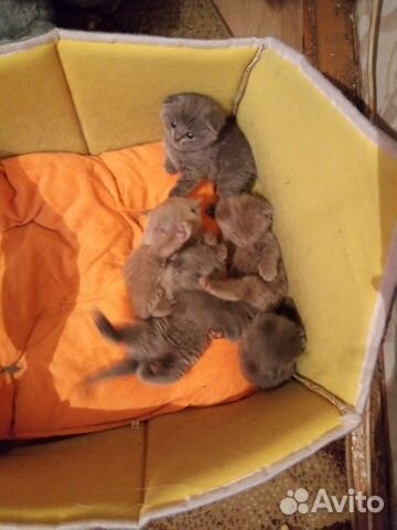 Британская