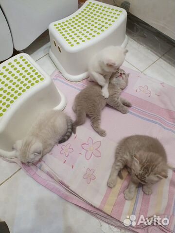 Шотландские котята
