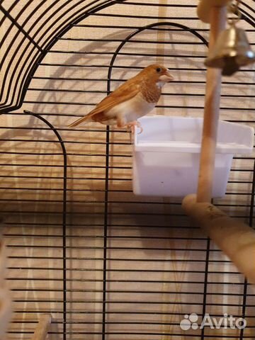 Амадина японская