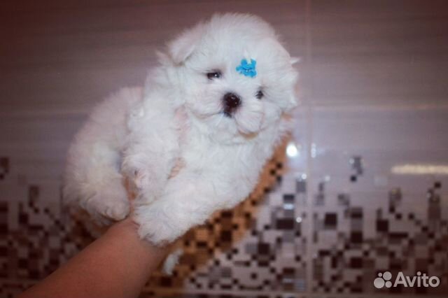 Крошечный мальчик мальтезе 2 мес