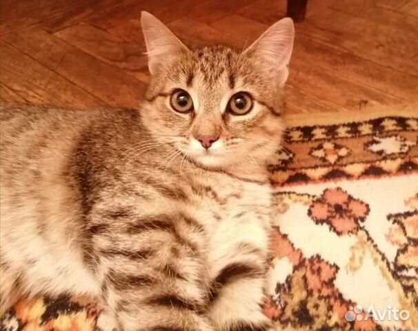 Котенок Кошка Майка 6 мес (помесь сибирской и брит