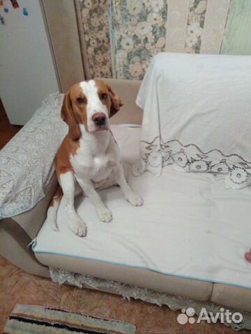 Продам/отдам собаку