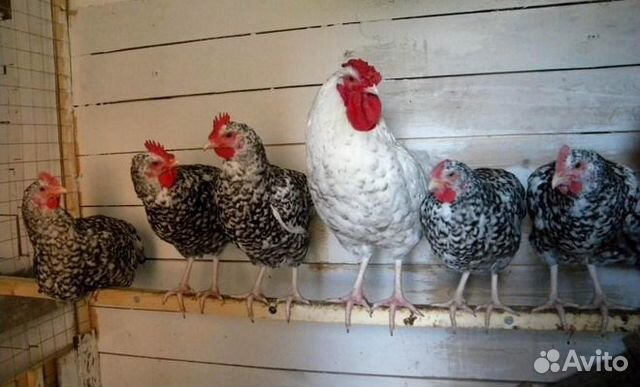 Пушкинские куры