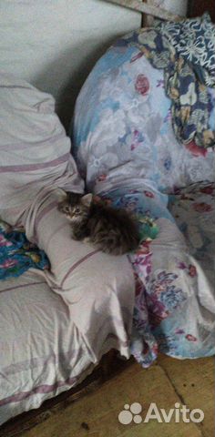 Отдам котят