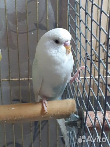 Попугаи собственного разведения