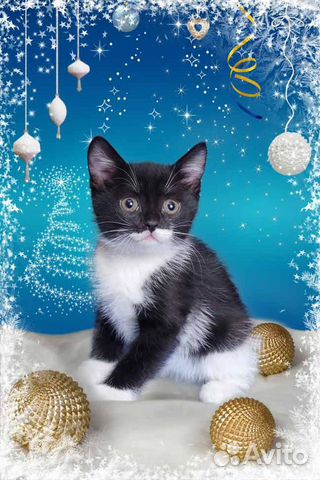 Котята к рождественским праздникам