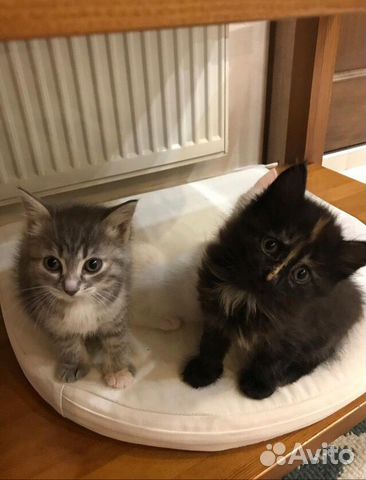 Котенок сибирской породы