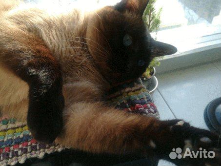 Кот Кузя ищет нового хозяина
