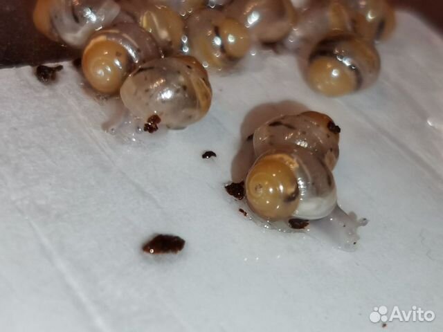 Ахатина родация стандарт