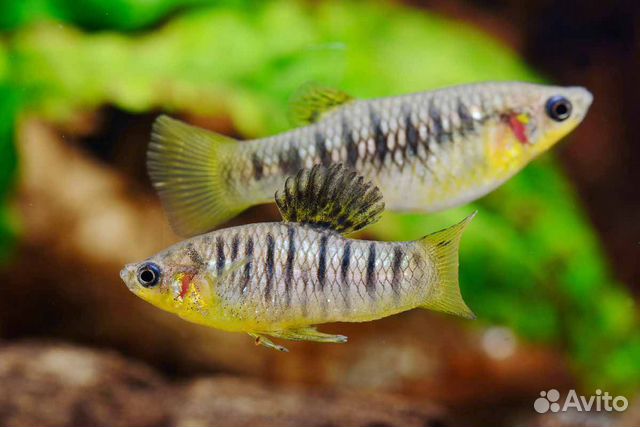 Лимия чернополосая