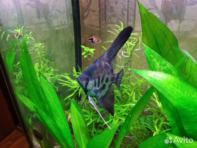 Скалярия зелёный пиной самец