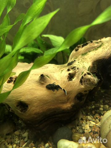 Зведчатый анциструс