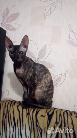 Кошка свинкс