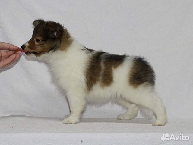 Шелти, щенок