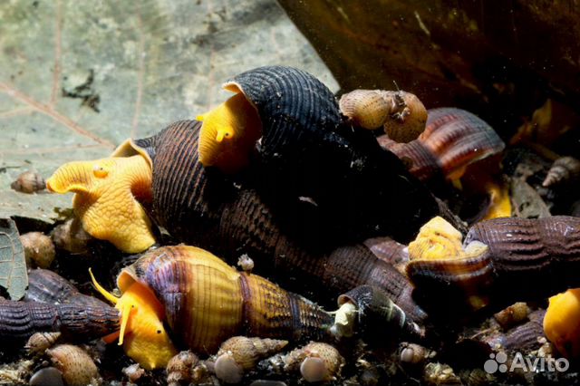 Тиломилания Жёлтый Кролик