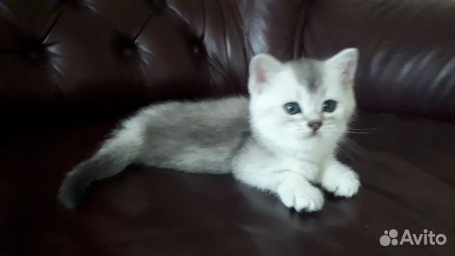 Британские котята