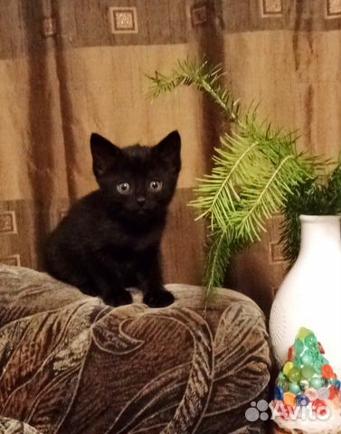 Черный котёнок
