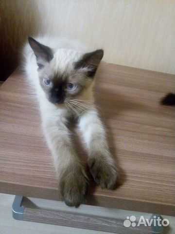 Котики