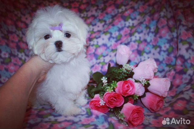 Кукольный малыш мальтезик 2,5 мес