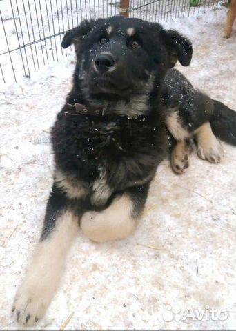 Щенок (мальчик. 6,5 месяцев) в дар, в добрые руки