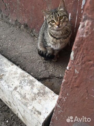 Котенок ,пропадает(спасите мне жизнь