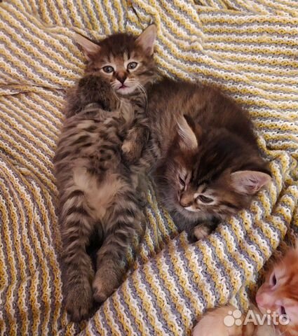 Полосатики-принцессы